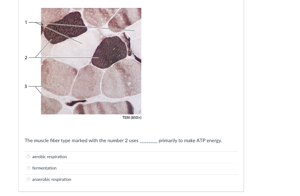 Solved What is the function of the highlighted structure? O | Chegg.com