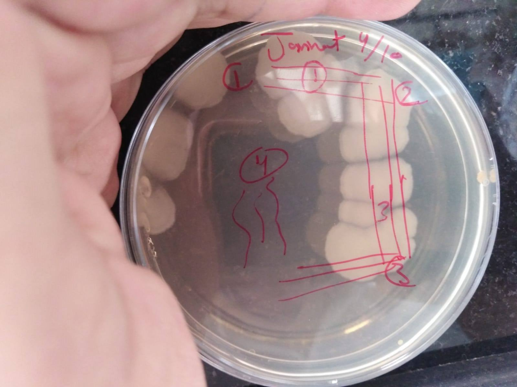 Solved Jannat " 2. Select one discrete colony, describe it | Chegg.com