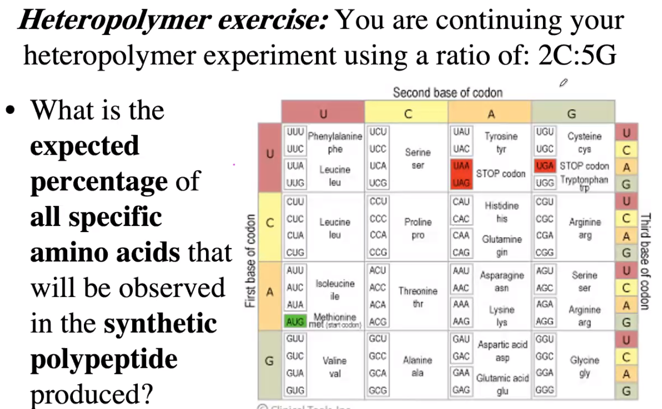 Solved You are continuing your heteropolymer experiment | Chegg.com