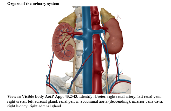 Solved Organs of the urinary system View in Visible body A&P | Chegg.com