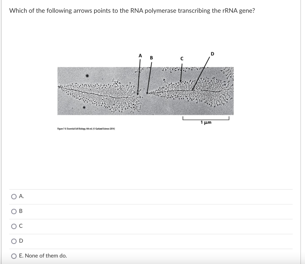 Solved Which of the following arrows points to the RNA | Chegg.com