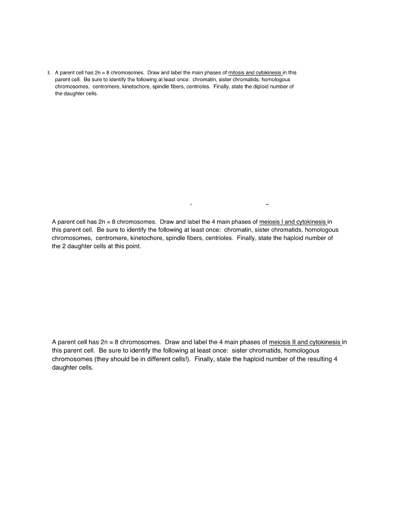 Solved 3. A parent cell has 2n = 8 chromosomes. Draw and | Chegg.com