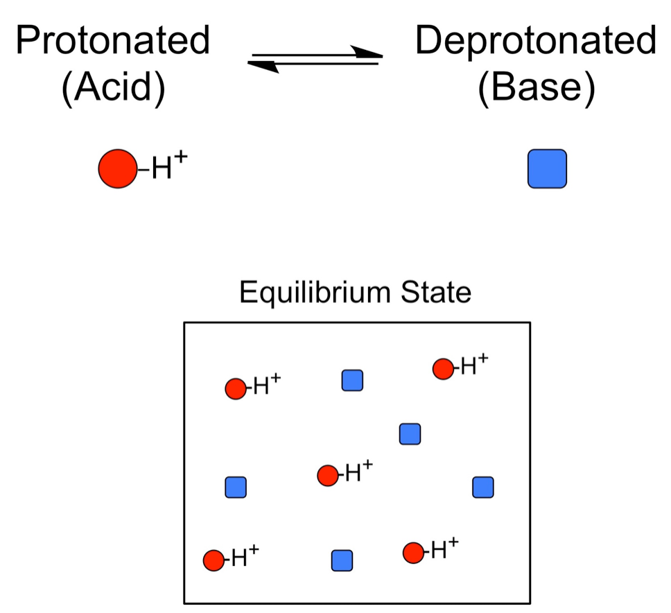 Solved Protonated (Acid) Deprotonated (Base) -H+ Equilibrium | Chegg.com