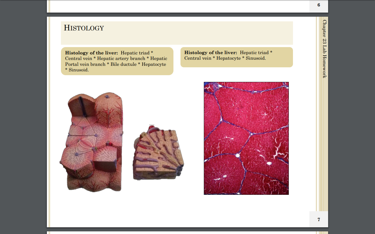 7 HISTOLOGY Identify this tissue and its relevant | Chegg.com