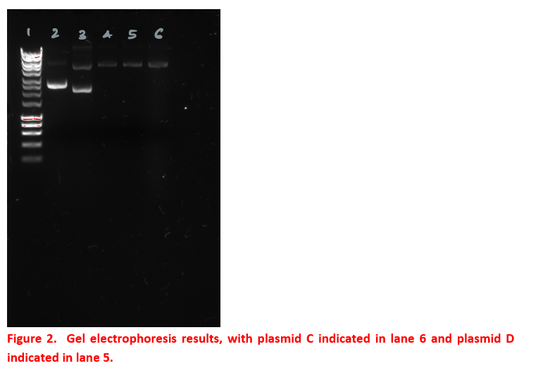 Figure 1. Gel electrophoresis results, with plasmid A | Chegg.com