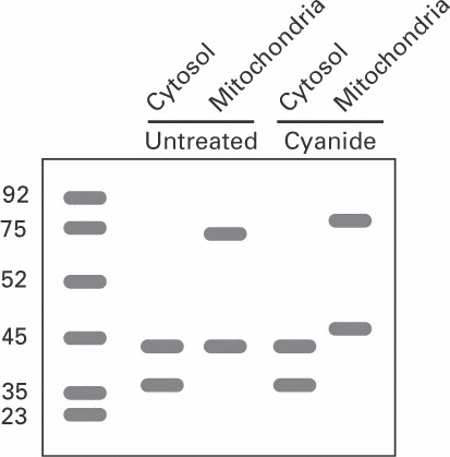 Solved Cyanide is toxic to cells because it inhibits a | Chegg.com
