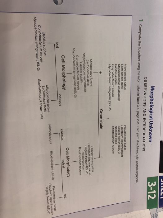 Morphological Unknown OBSERVATIONS AND | Chegg.com