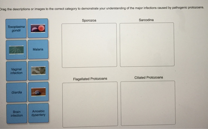 Solved Drag the descriptions or images to the correct | Chegg.com