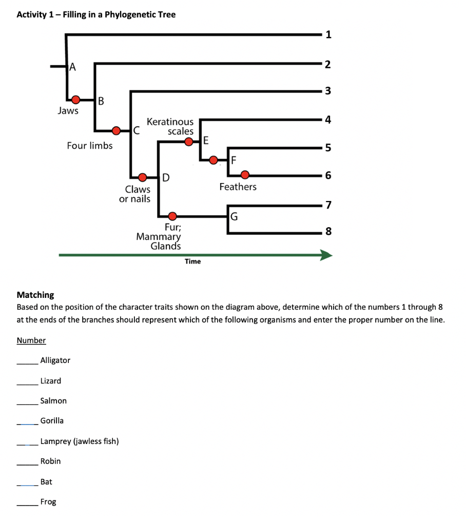 Solved Activity 1 - Filling in a Phylogenetic Tree 1 А 2 3 B | Chegg.com