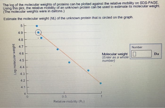 Solved The log of the molecular weights of proteins can be | Chegg.com