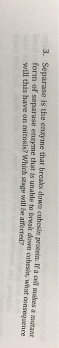 Solved Separase is the enzyme that breaks down cohesin | Chegg.com