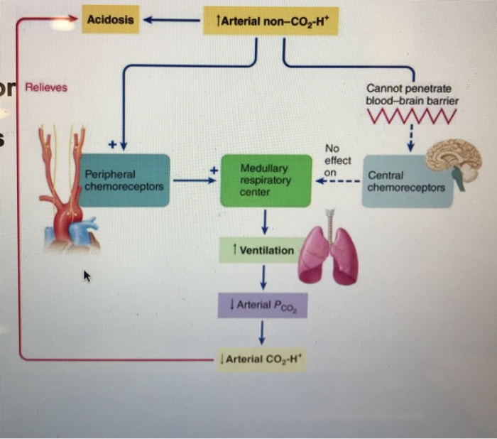 Explain this reflex arc for control of ventilation | Chegg.com
