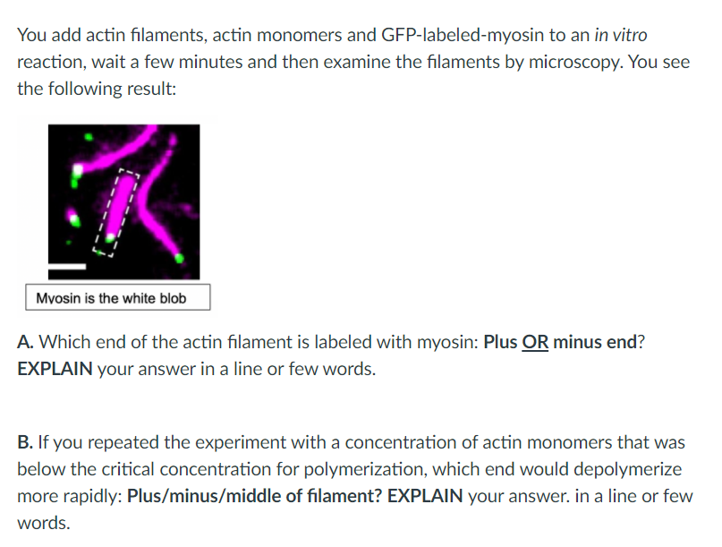 Solved You add actin filaments, actin monomers and | Chegg.com