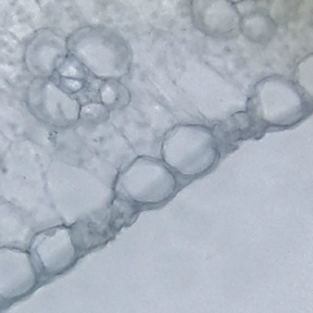 Solved Label the guard cells, subsidiary cells, and | Chegg.com