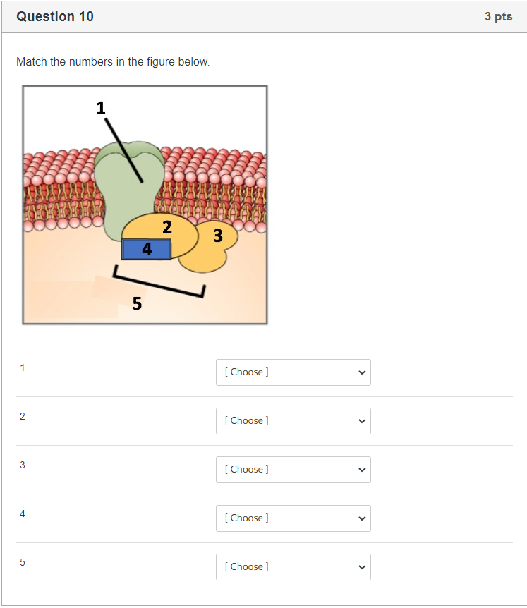 Solved OPTIONS: gamma/delta subunits secondary | Chegg.com