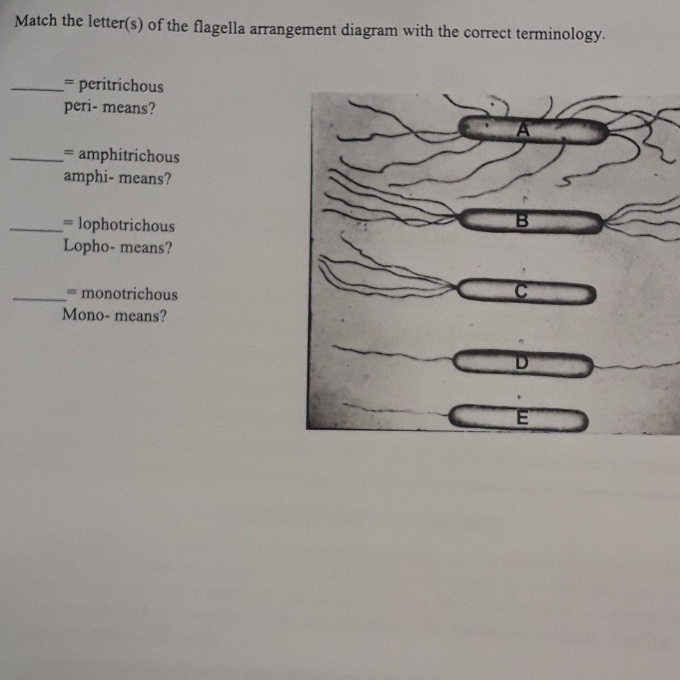 Solved Match the letter(s) of the flagella arrangement | Chegg.com