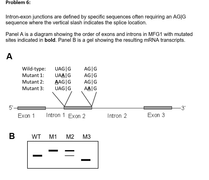 Solved Problem 6: Intron-exon junctions are defined by | Chegg.com
