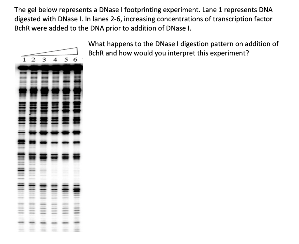 Solved The gel below represents a DNase I footprinting | Chegg.com