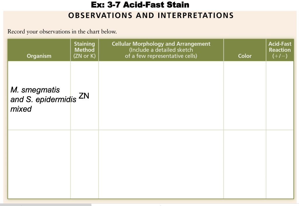 Solved Ex: 3-7 Acid-Fast Stain OBSERVATIONS AND | Chegg.com