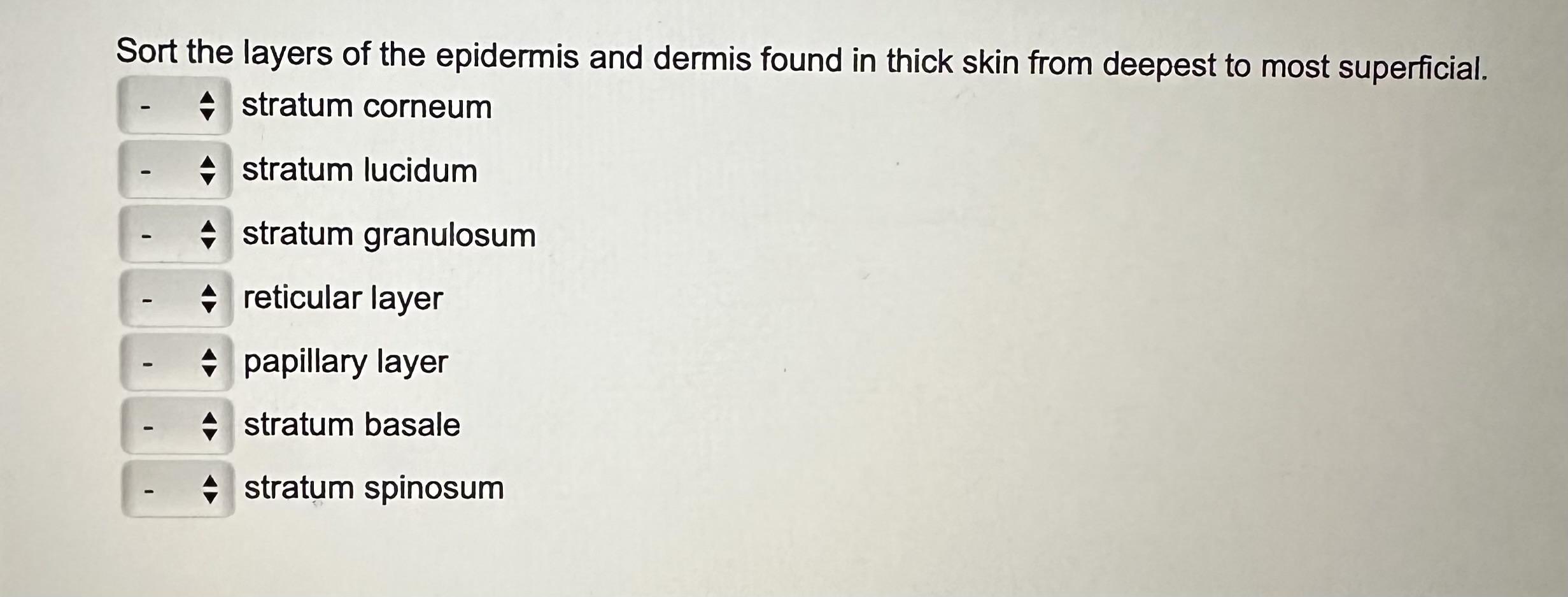 Solved Sort the layers of the epidermis and dermis found in | Chegg.com
