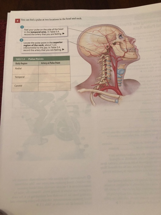 Superficial Temporal Artery Pulse