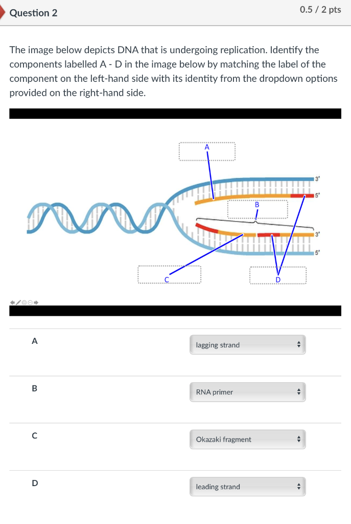 Solved The image below depicts DNA that is undergoing | Chegg.com