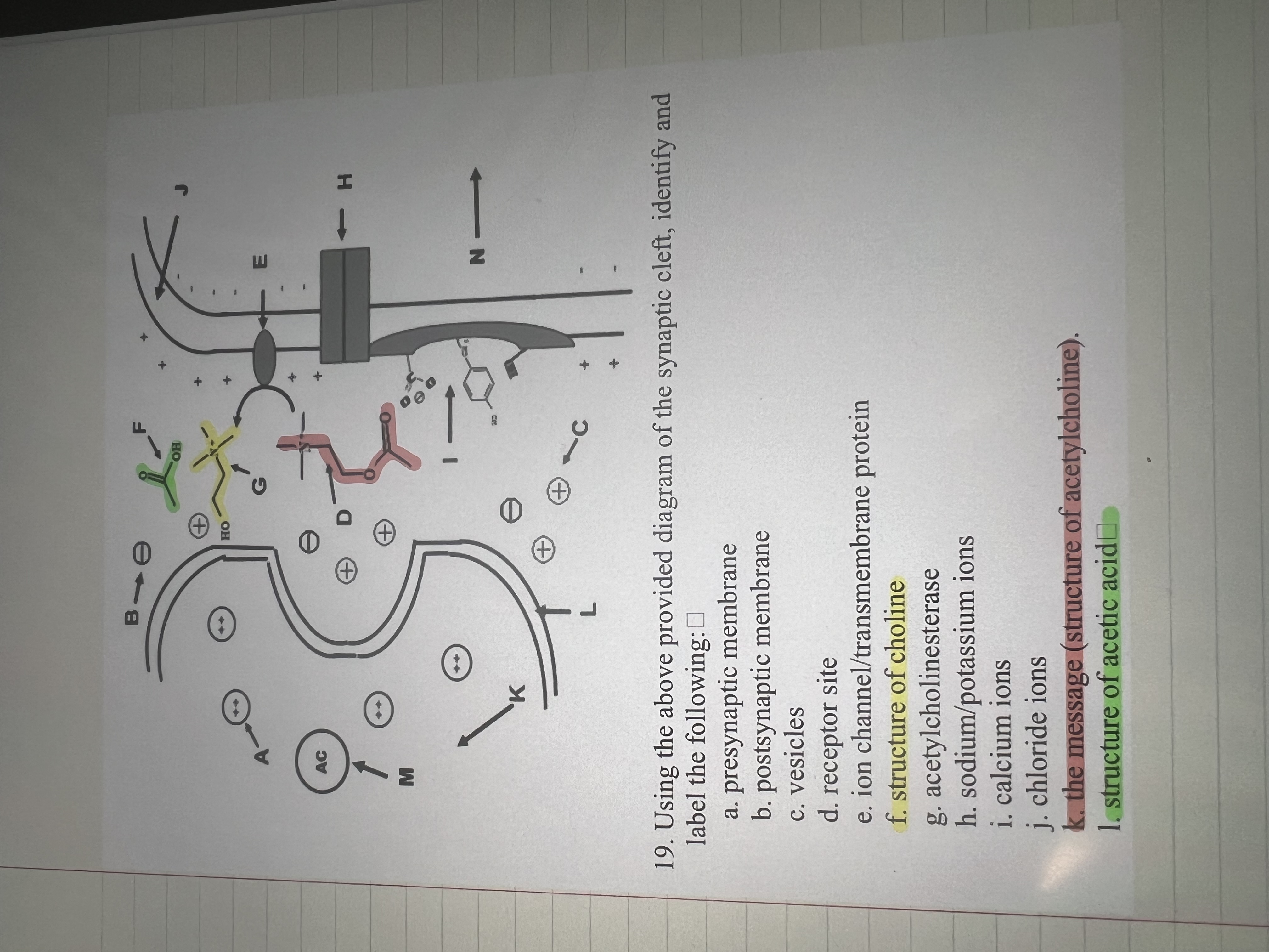 Solved 19. Using the above provided diagram of the synaptic | Chegg.com