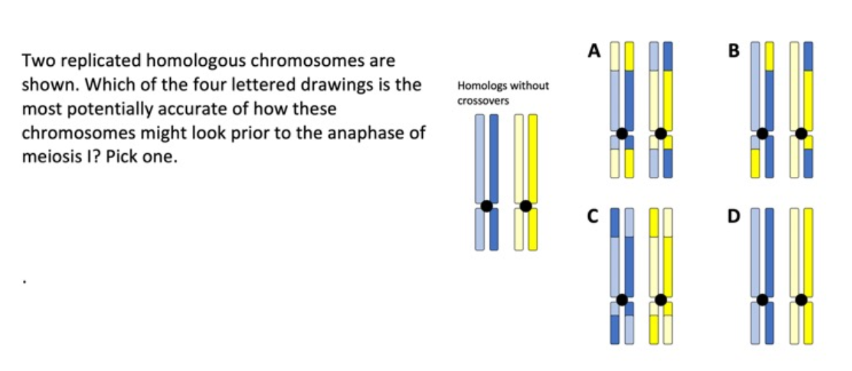 Solved Two replicated homologous chromosomes are shown. | Chegg.com