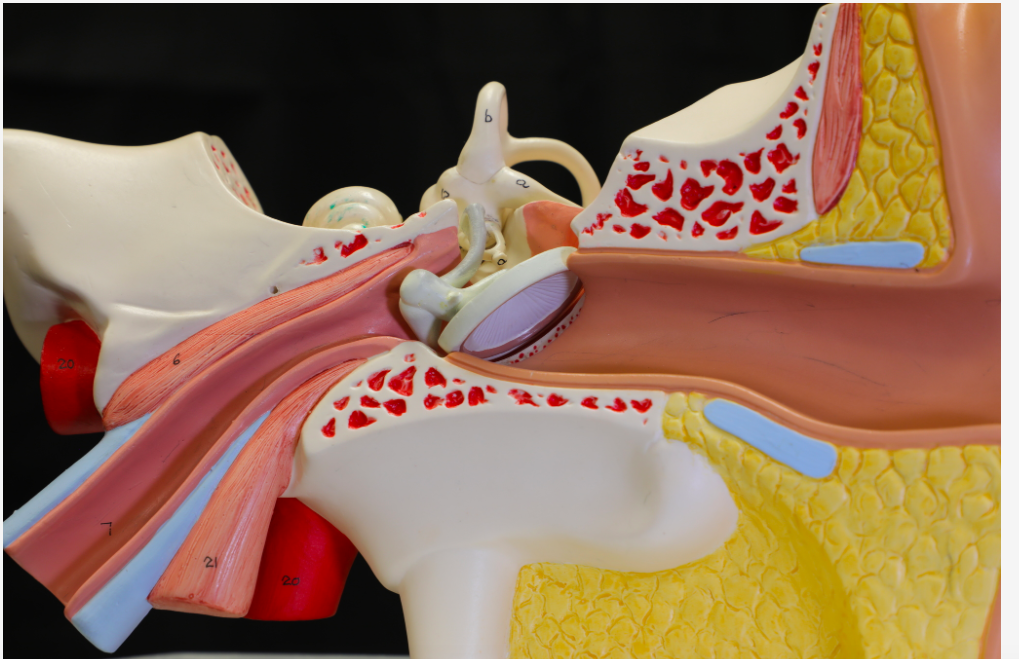 Malleus Incus Stapes