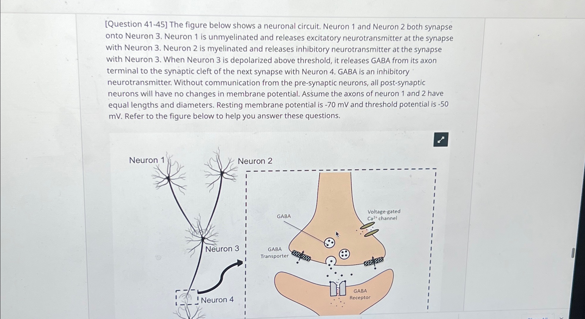 Solved The figure below shows a neuronal circuit. Neuron 1 | Chegg.com