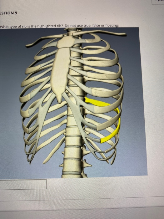 Solved ESTION 9 What type of rib is the highlighted rib? Do | Chegg.com