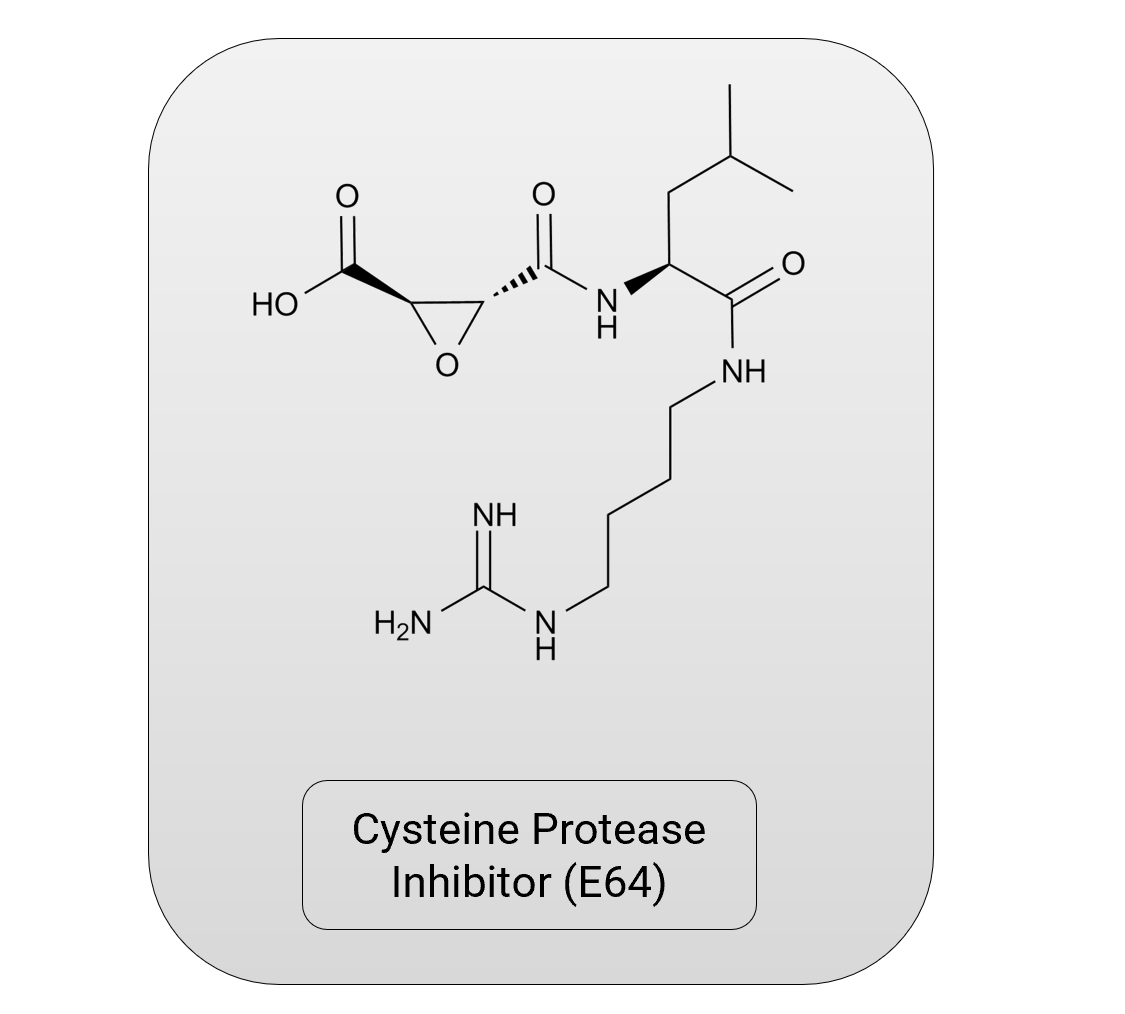 Solved Draw me the inhibition reaction mechanism of Cysteine | Chegg.com