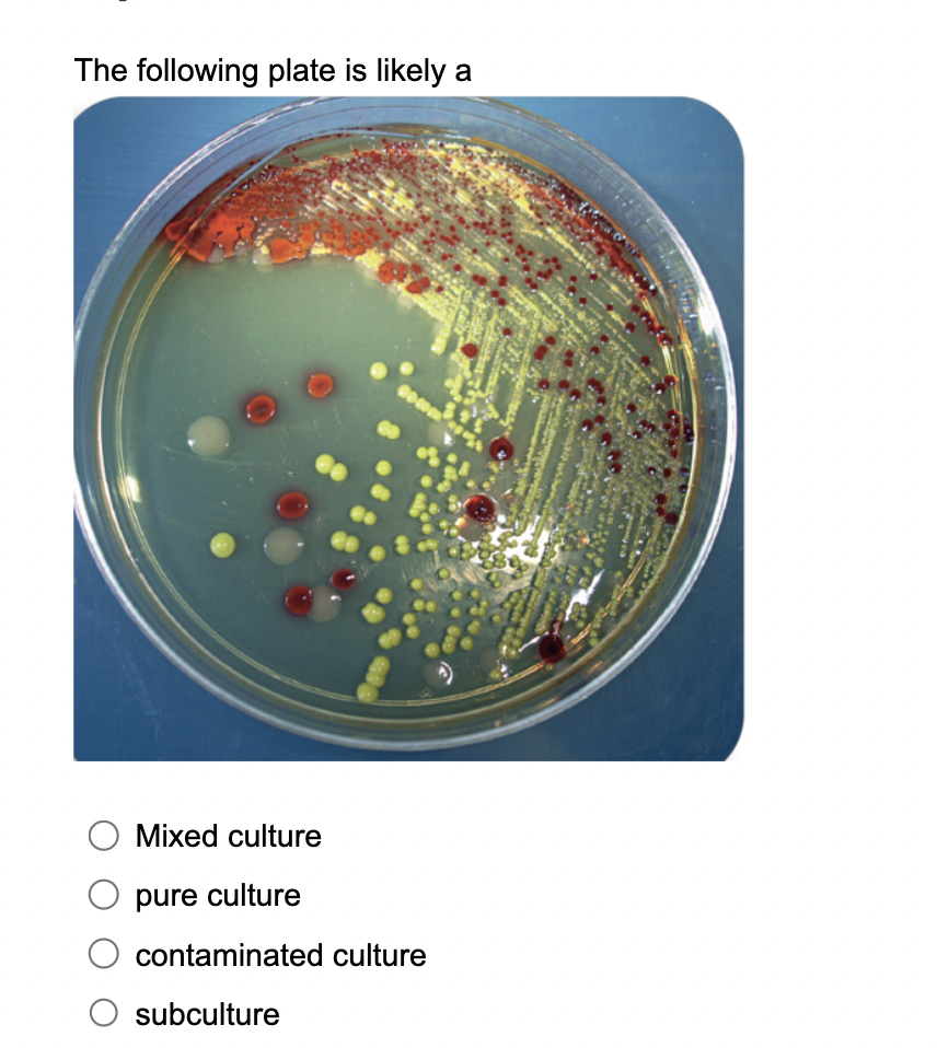 Solved The following plate is likely a Mixed culture pure | Chegg.com