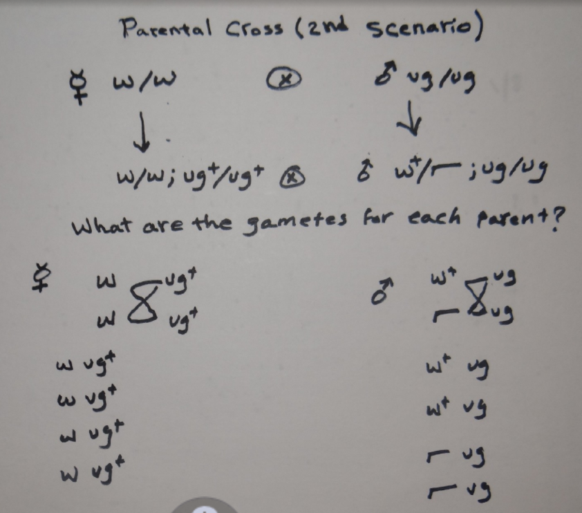 Solved Do the two reciprocal crosses give the same F1 | Chegg.com