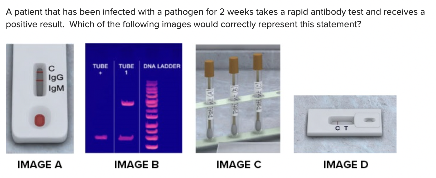 Solved A patient that has been infected with a pathogen for | Chegg.com