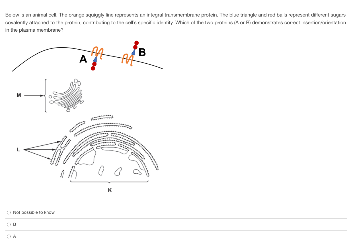 Solved Below is an animal cell. What do the letters K,L and | Chegg.com
