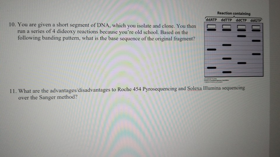 Solved Reaction containing ddATP ddTTP ddCTP ddGTP 10. You | Chegg.com