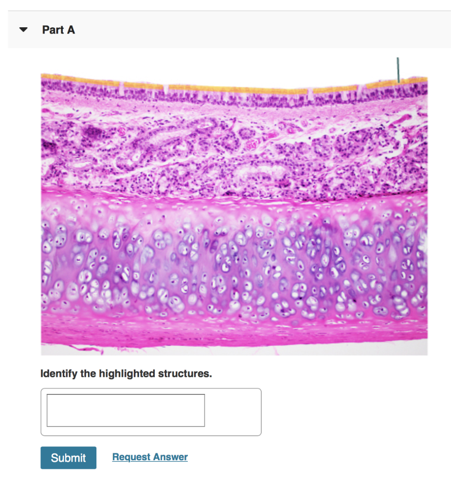 Solved Part A Identify The Highlighted Structure Submit
