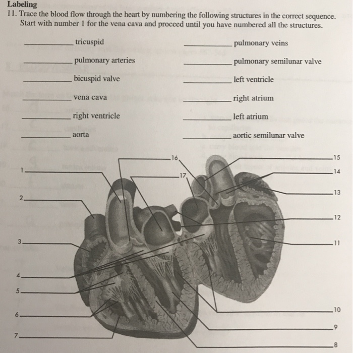 Solved Labeling 11. Trace the blood flow through the heart | Chegg.com
