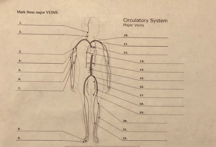 Solved Mark these MOJOR ARTERIES Circulatory System Major | Chegg.com
