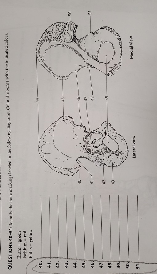 Solved QUESTIONS 40-51: Identify the bone markings labeled | Chegg.com