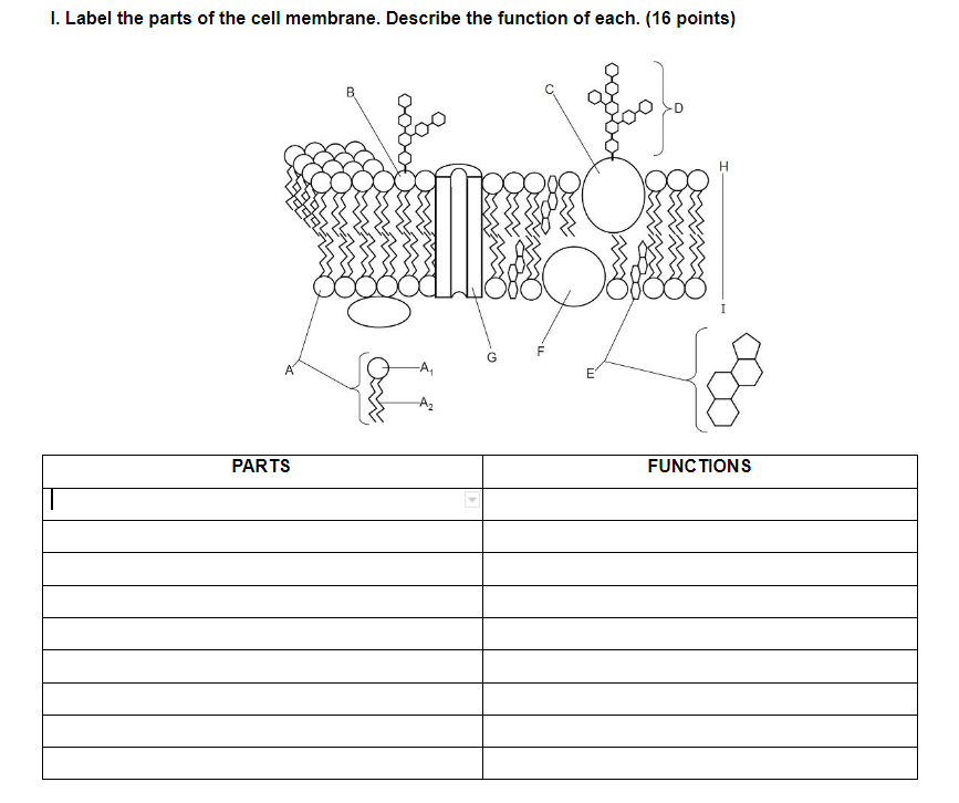 Solved 1. Label the parts of the cell membrane. Describe the | Chegg.com