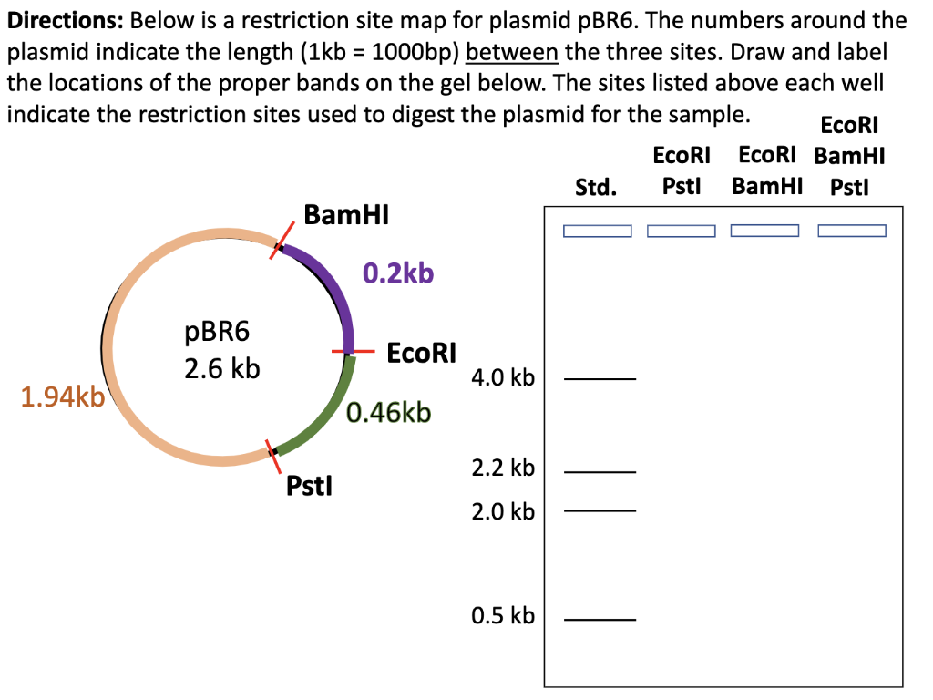 Solved Directions: Below is a restriction site map for | Chegg.com