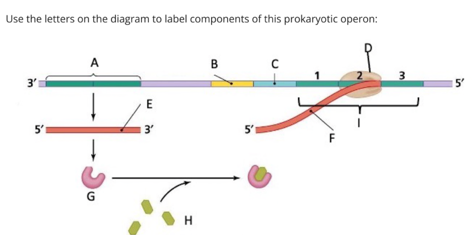 Solved Use the letters on the diagram to label all the | Chegg.com