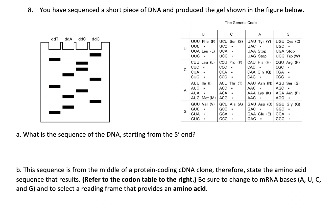 Solved 8. You have sequenced a short piece of DNA and | Chegg.com