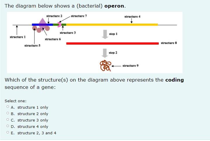 Solved The diagram below shows a (bacterial) operon. | Chegg.com