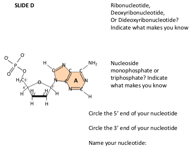 Solved SLIDE A o 0 Ribonucleotide, Deoxyribonucleotide, Or | Chegg.com