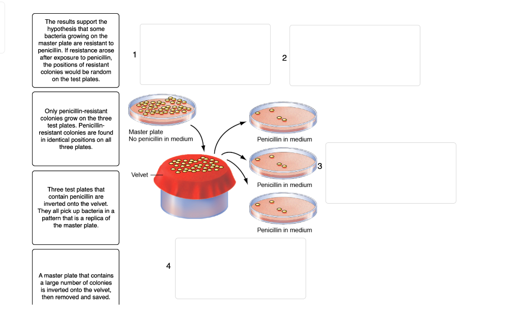 Solved Label this diagram by dragging the descriptions to | Chegg.com