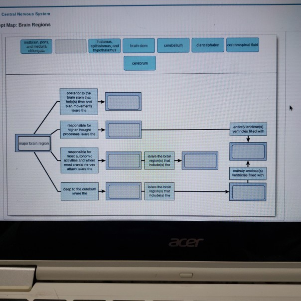 Solved Central Nervous System pt Map: Brain Regions brain | Chegg.com