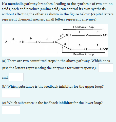 Solved If a metabolic pathway branches, leading to the | Chegg.com